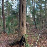 Charleston Tree Company | Tree Service Charleston SC