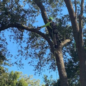 Charleston Tree Company | Tree Service Charleston SC