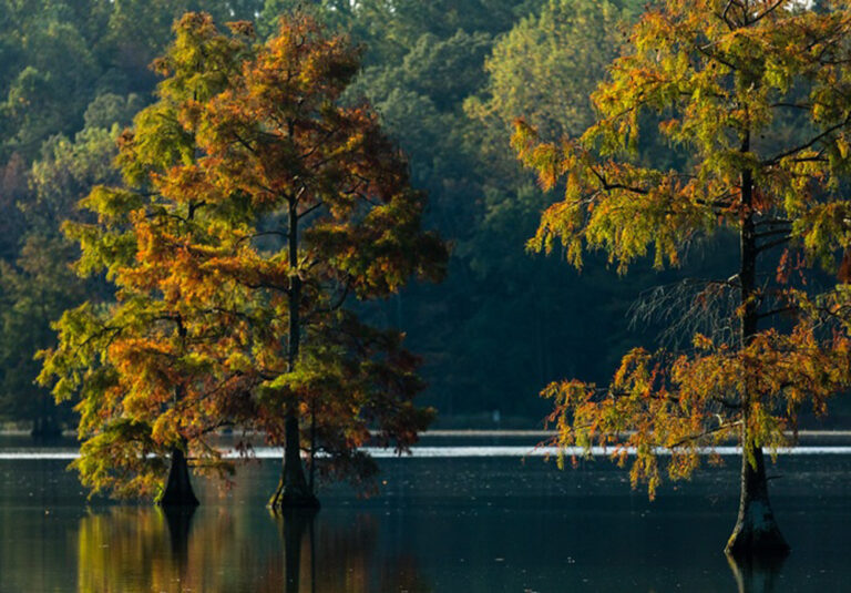 What You Need to Know About Bald Cypress Trees