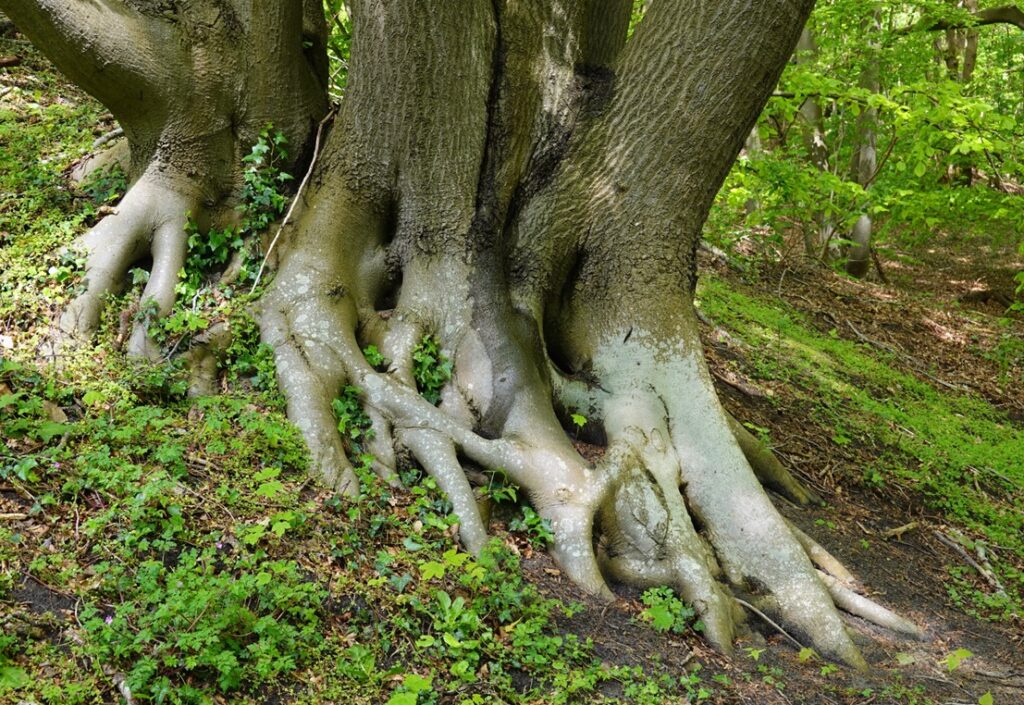 The Impact of Tree Roots on Your Home’s Foundation: When to Consider ...